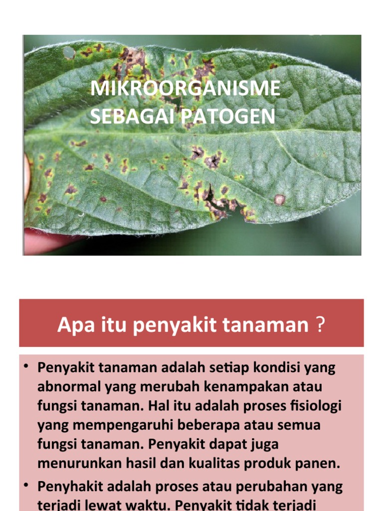 Penyakit Tanaman: Patogen dan Gejalanya | PDF