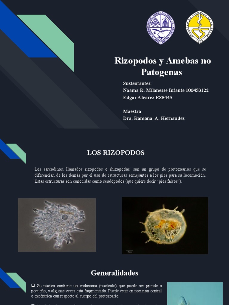 Rizopodos y Amebas No Patogenas | PDF | Especialidades Medicas ...