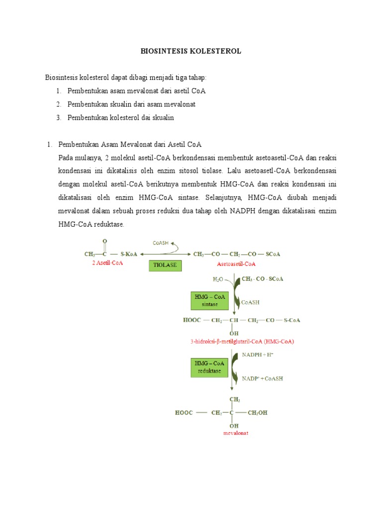 Biosintesis Kolesterol | PDF