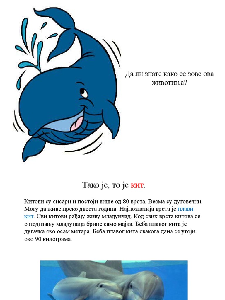 Kitova Beba | PDF