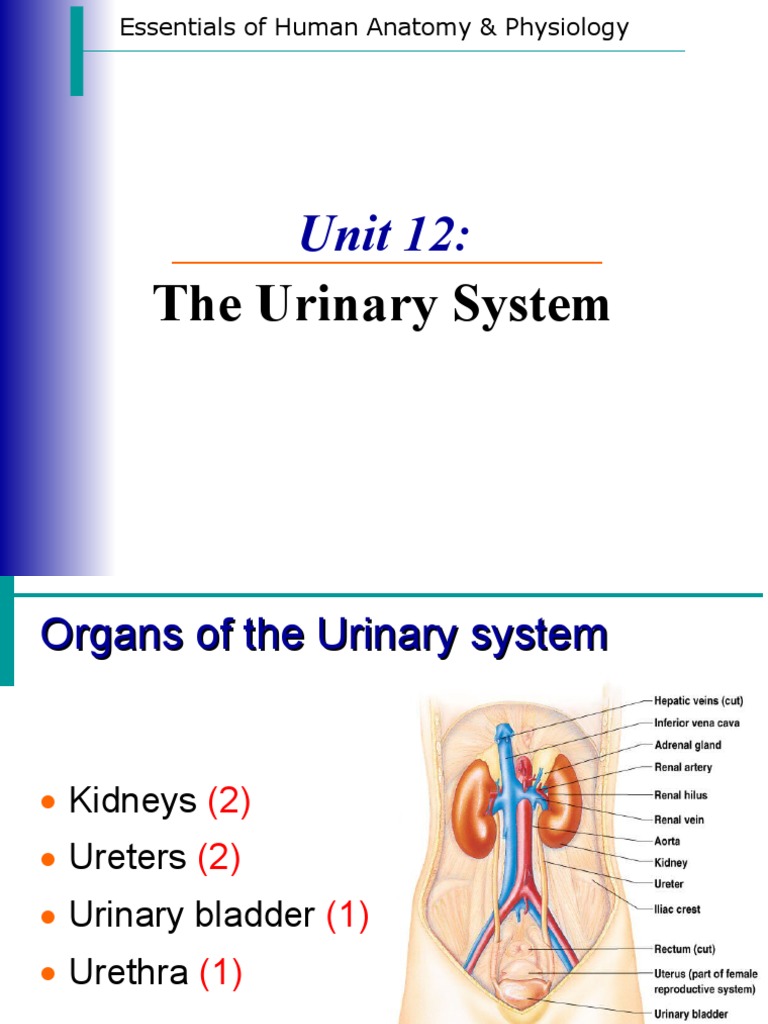 Unit 20 Urinary System Notes | PDF | Angiotensin | Kidney