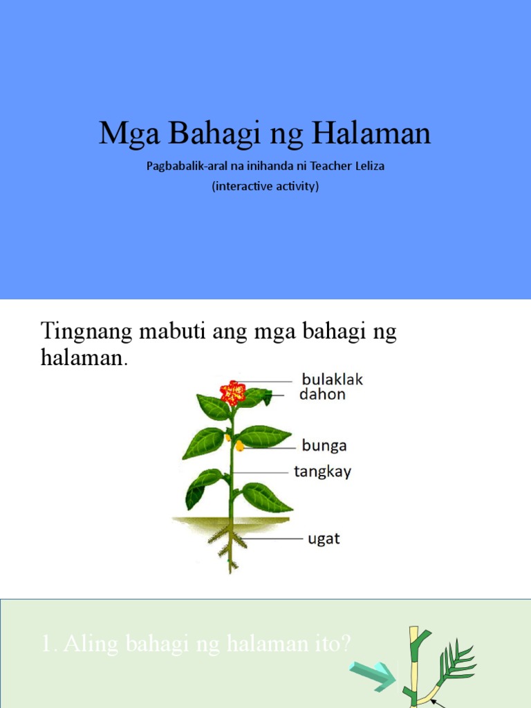 Mga Bahagi NG Halaman Ni Teacher Leliza Edited | PDF