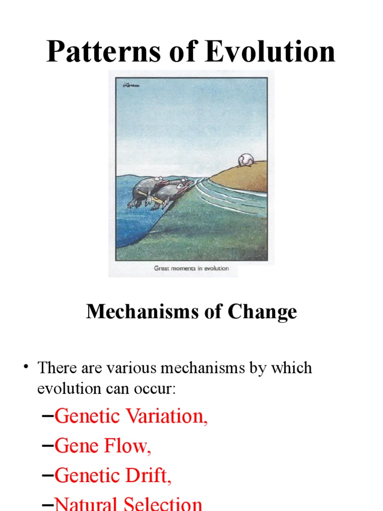12patterens of Evolution | PDF | Evolution | Species