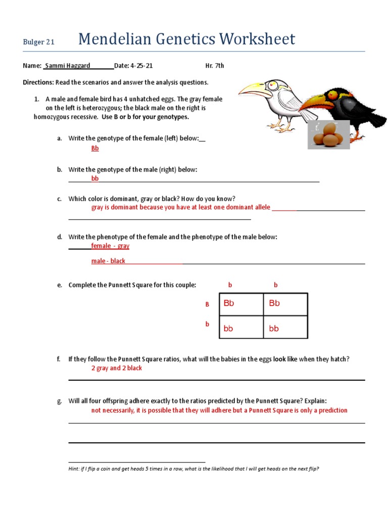 Mendelian Genetics Worksheet | PDF | Dominance (Genetics) | Genotype