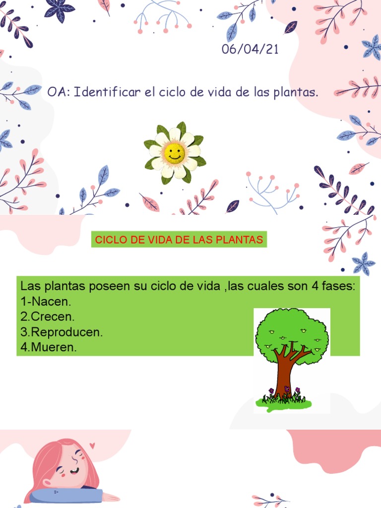 Ciclo de Vida de las Plantas: Etapas | PDF