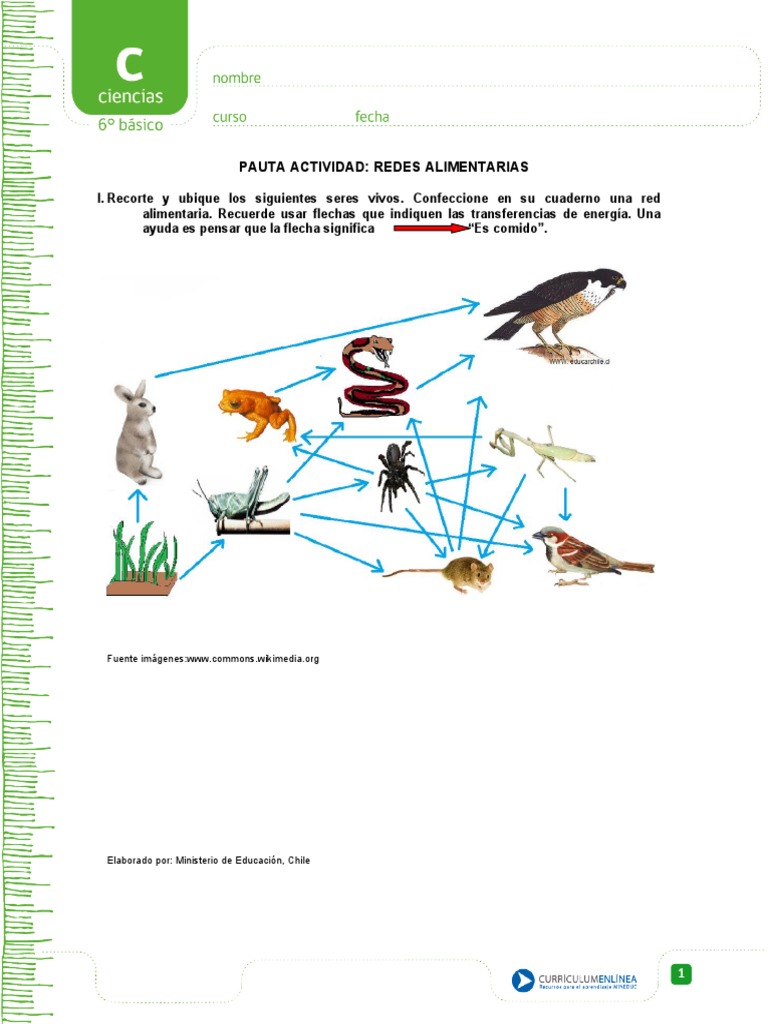 Redes Alimentarias | PDF