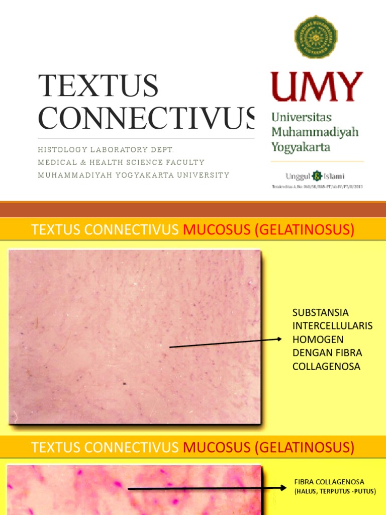 Histologi - Textus Connectivus | PDF