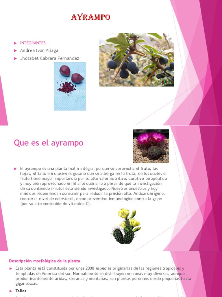 Ayrampo | PDF | Enfermedades y trastornos | Especialidades Medicas