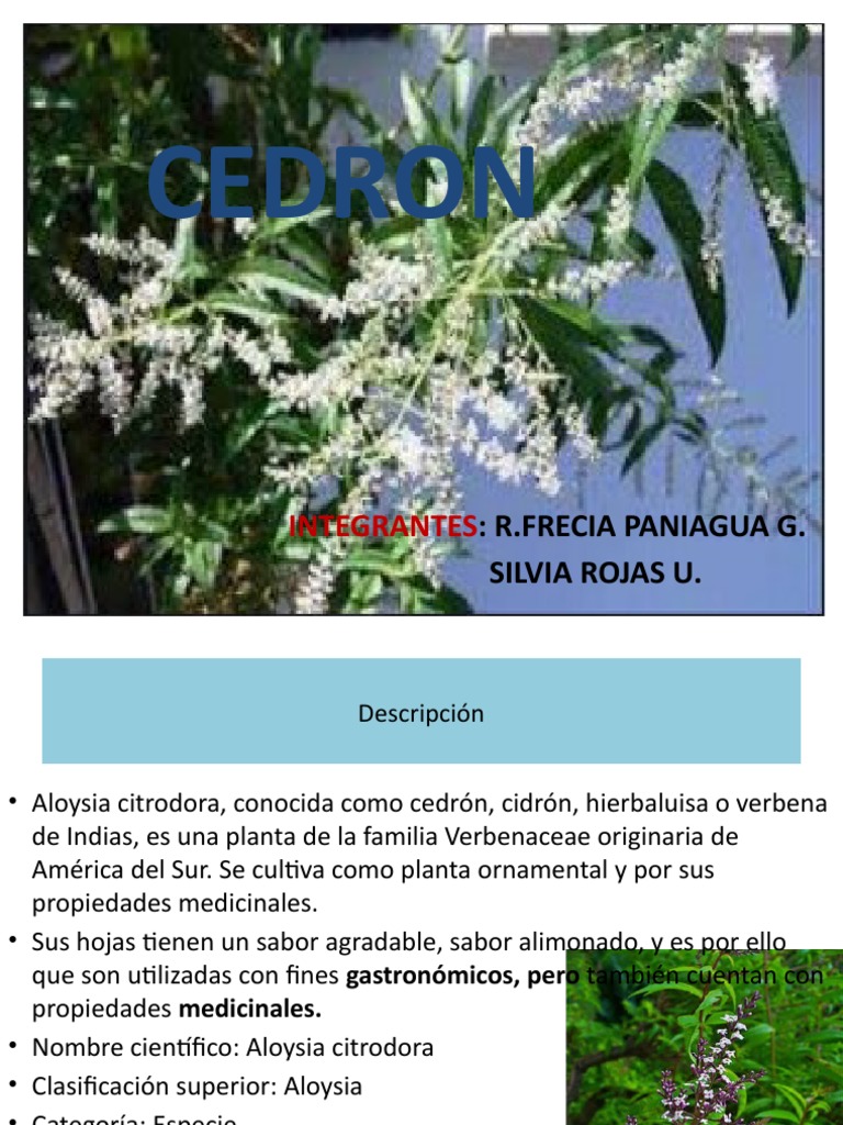 Cedron | PDF | Plantas | Botánica