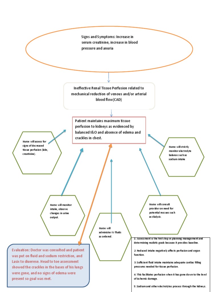Care Plan Concept Map Renal | Download Free PDF | Perfusion | Kidney