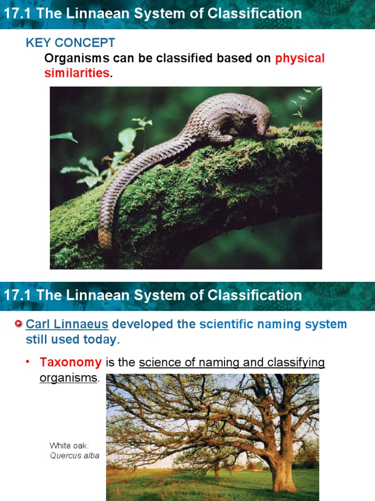 Biology CH 17-Tree of Life and Classification Final Version | PDF ...