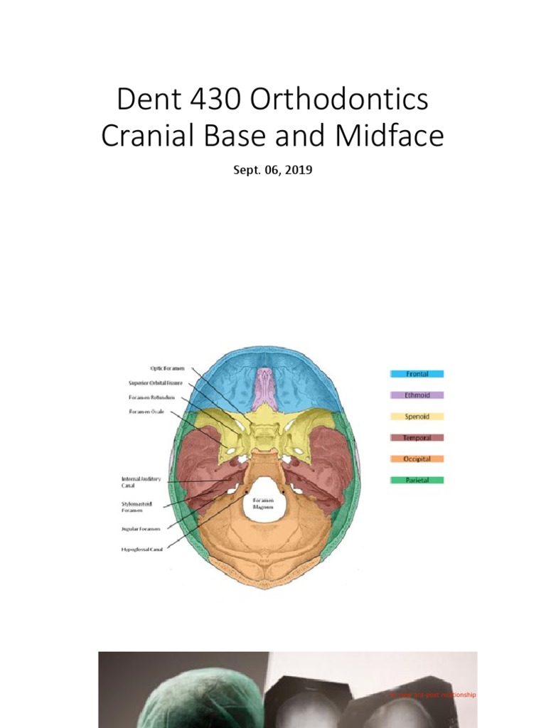 Cranial Base and Midface Growth (6 September 2019) | PDF | Skull | Mouth