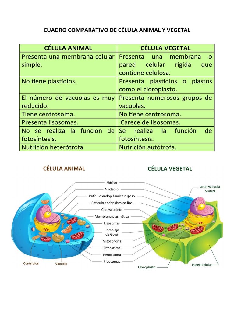 Cuadro Comparativo Entre Celula Animal Y Vegetal