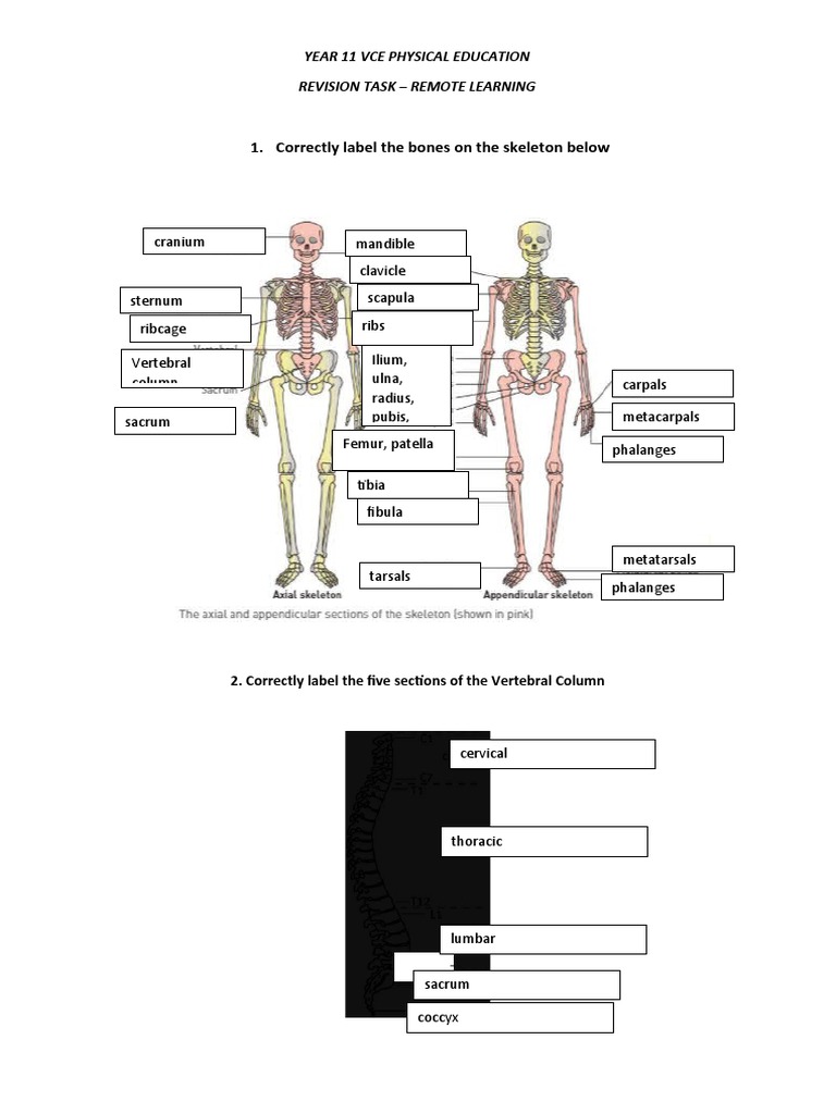 Correctly Label The Bones On The Skeleton Below: Clavicle Scapula ...
