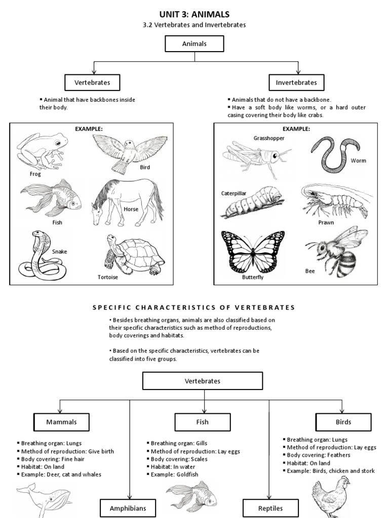 Unit 3.2 Vertebrates and Invertebrates | PDF | Egg | Respiratory System