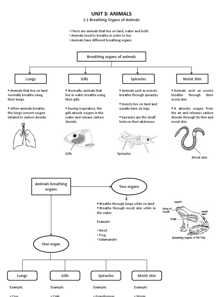 Unit 3.1 Breathing Organs of Animals | PDF | Gill | Respiratory System