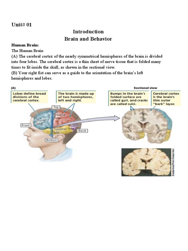 Brain Structure and Behavior Guide | PDF | Central Nervous System ...