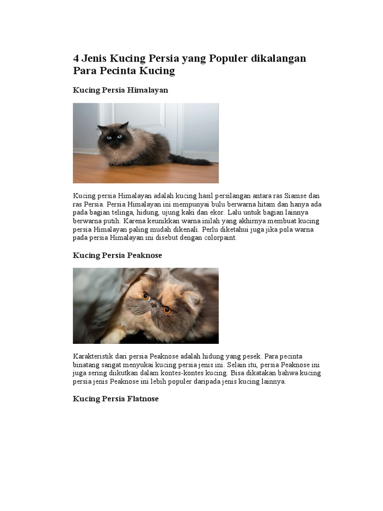 4 Jenis Kucing Persia Yang Populer Dikalangan para Pecinta Kucing | PDF