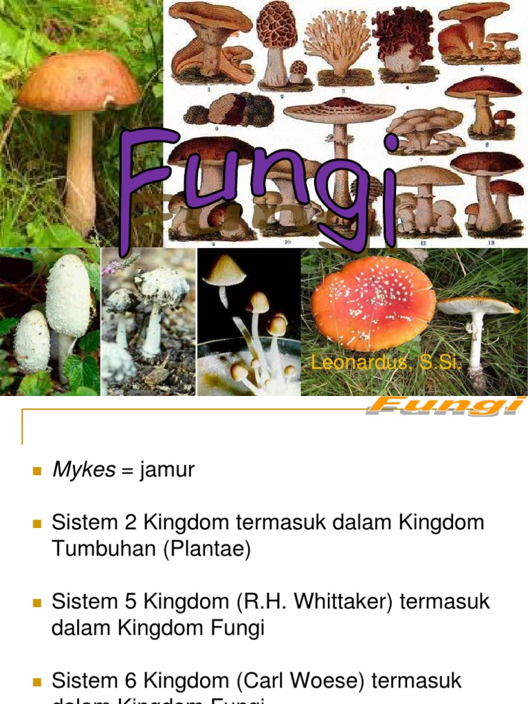 Klasifikasi dan Ciri-ciri Jamur Fungi | PDF