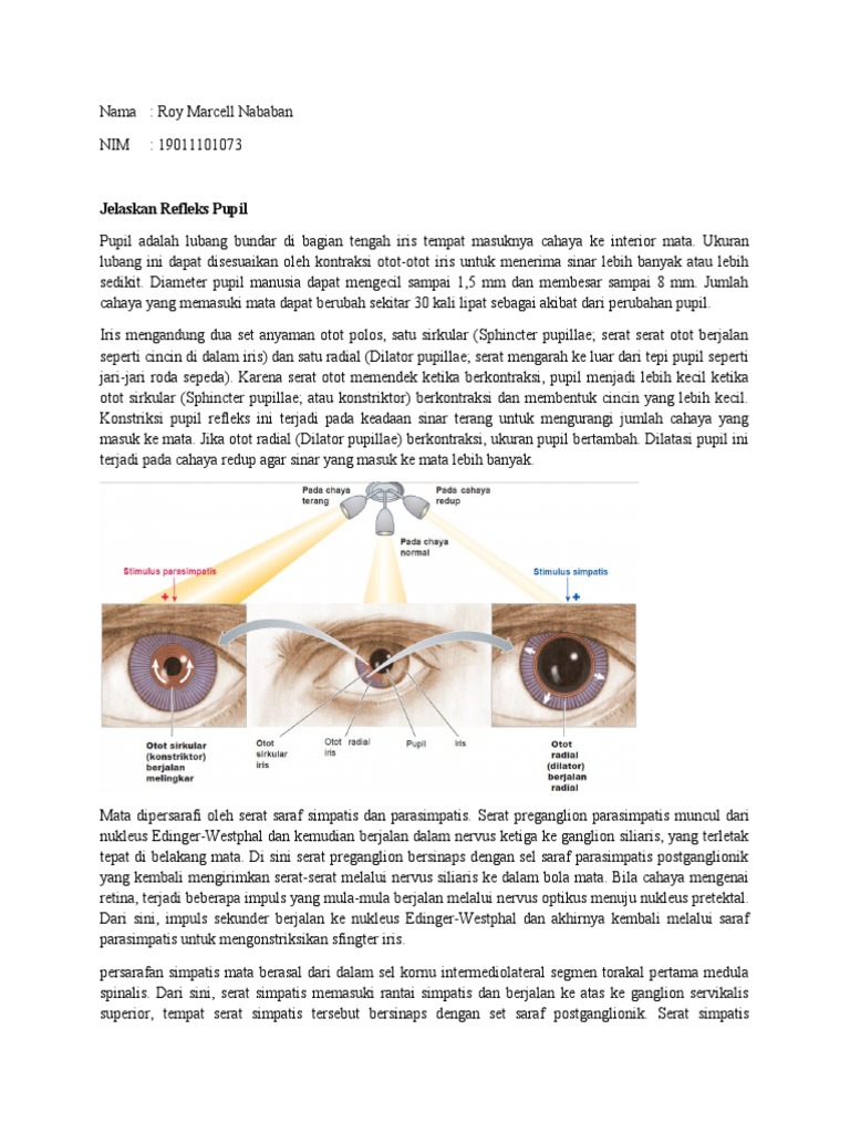 Refleks Pupil | PDF