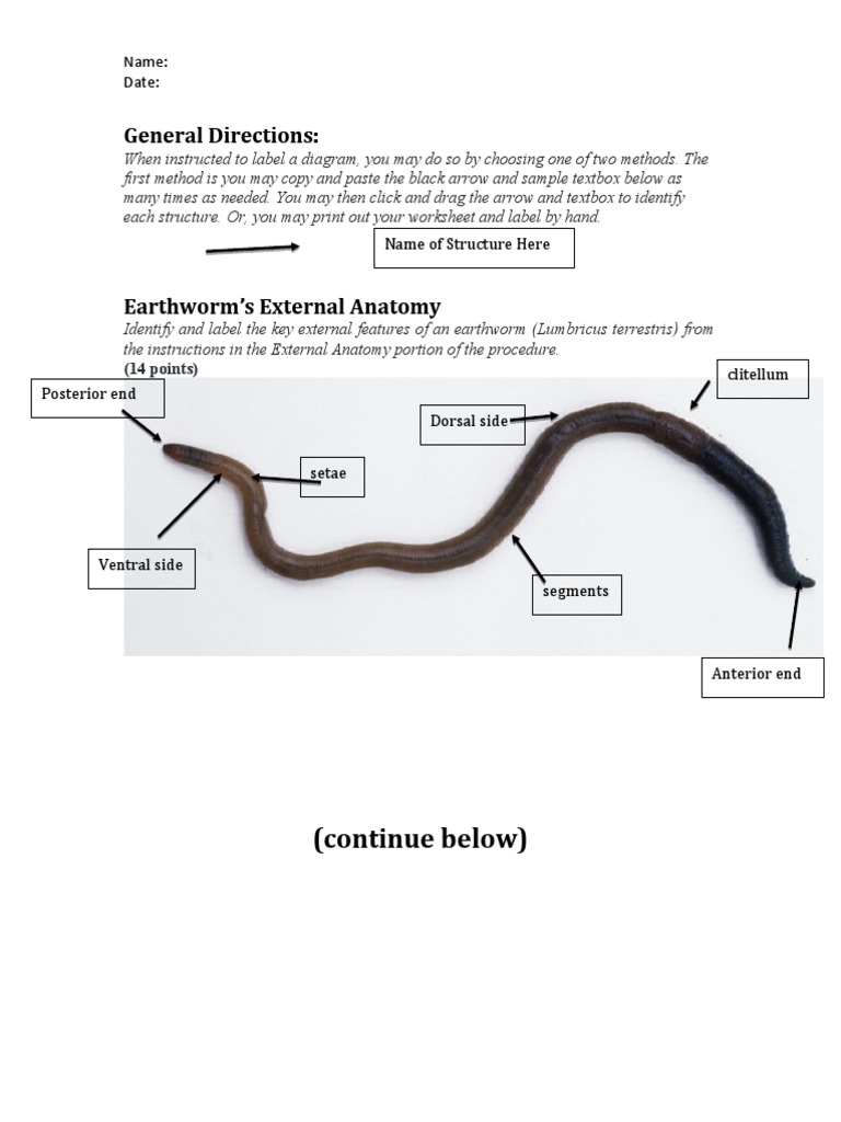 Earthworm Lab Worksheet | PDF | Digestion | Human Anatomy