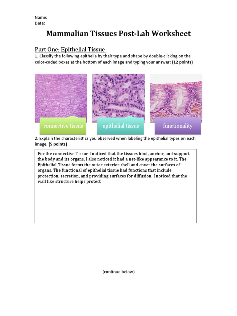 Coloring Shape Epithelial Tissue