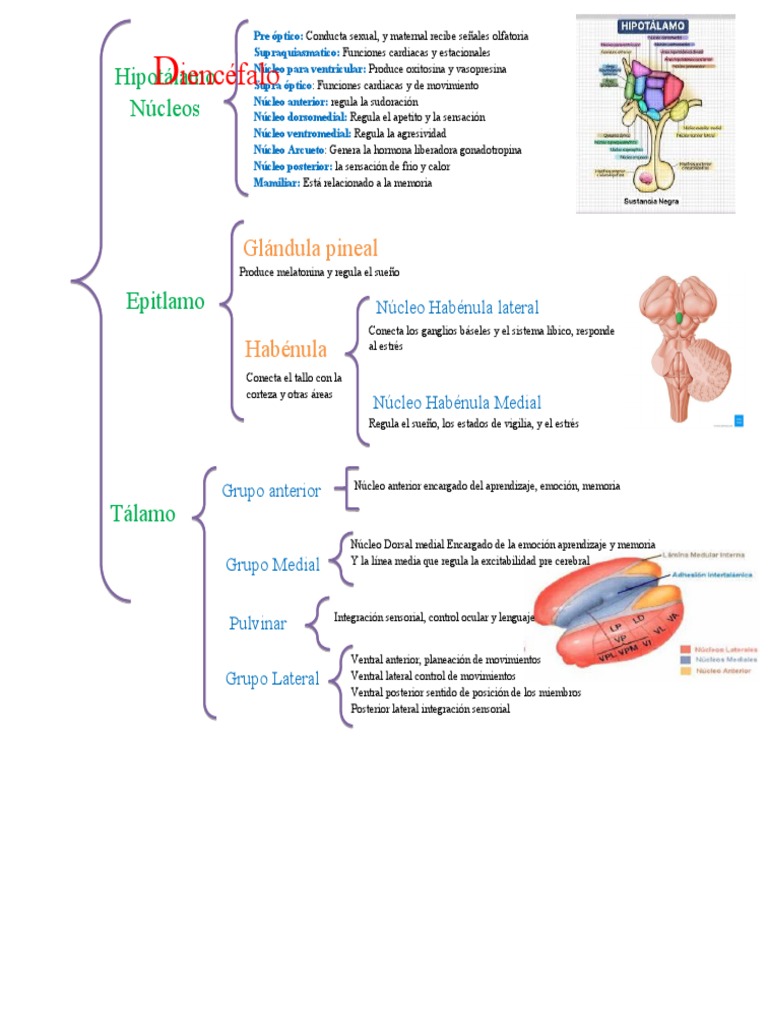 Diencefalo | PDF