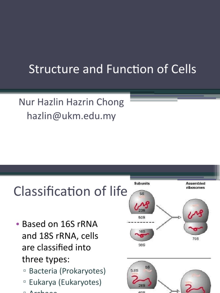 Structure and Function of Cells-Edited | PDF | Endoplasmic Reticulum | Cytoskeleton