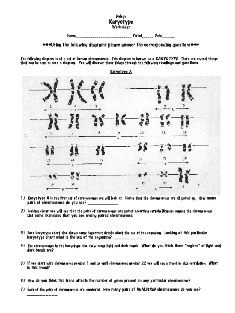 Karyotype Worksheet | PDF | Karyotype | Chromosome