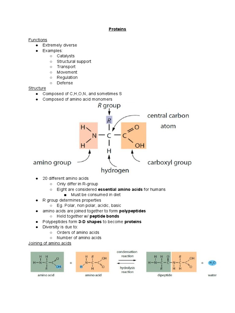 Proteins Notes | PDF