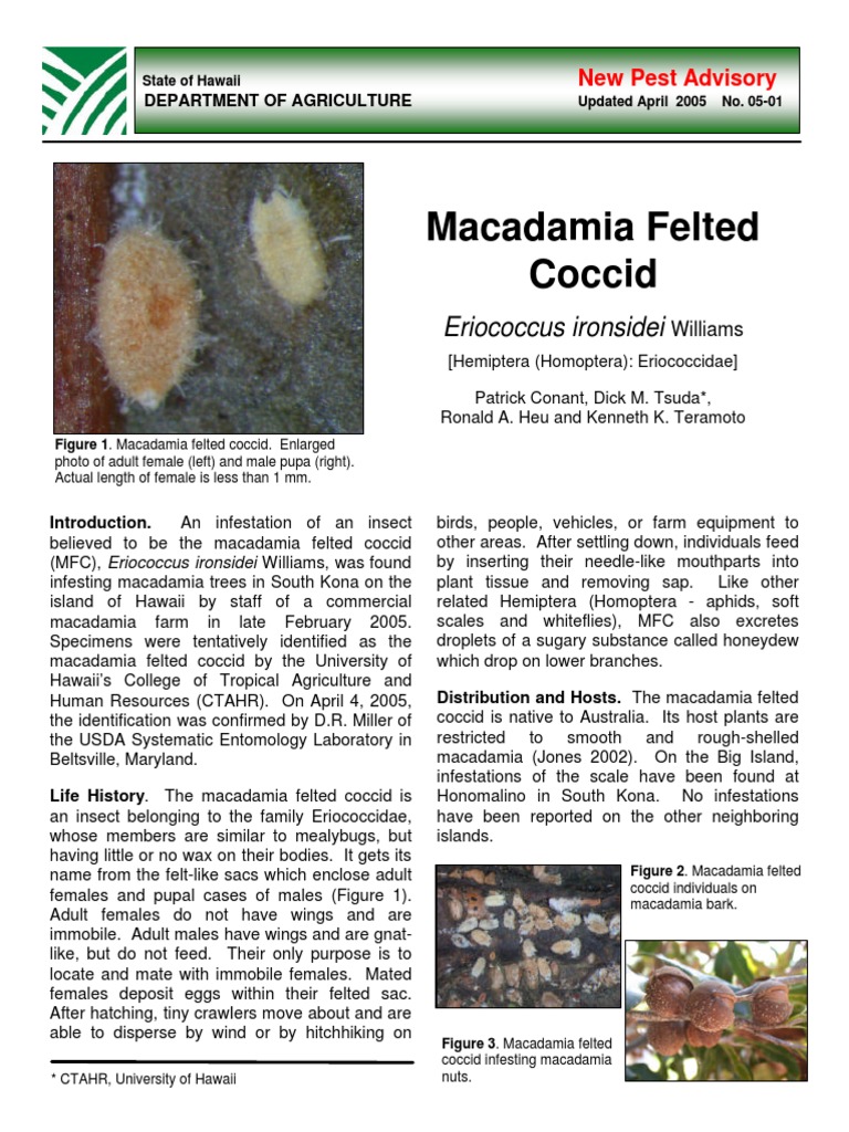 Macadamia Felted Coccid: Eriococcus Ironsidei | PDF | Pest (Organism ...