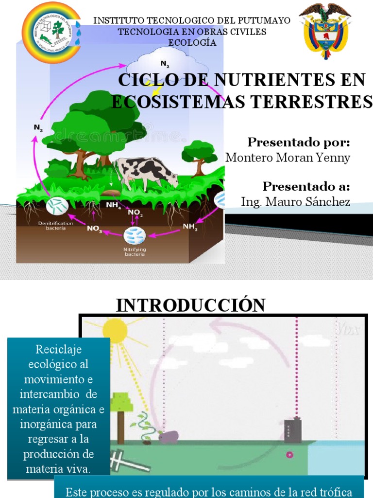 Hoja De Trabajo Sobre Los Ciclos De Nutrientes Producción De