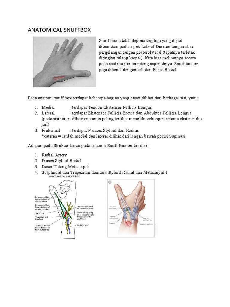 Anatomical Snuffbox | PDF