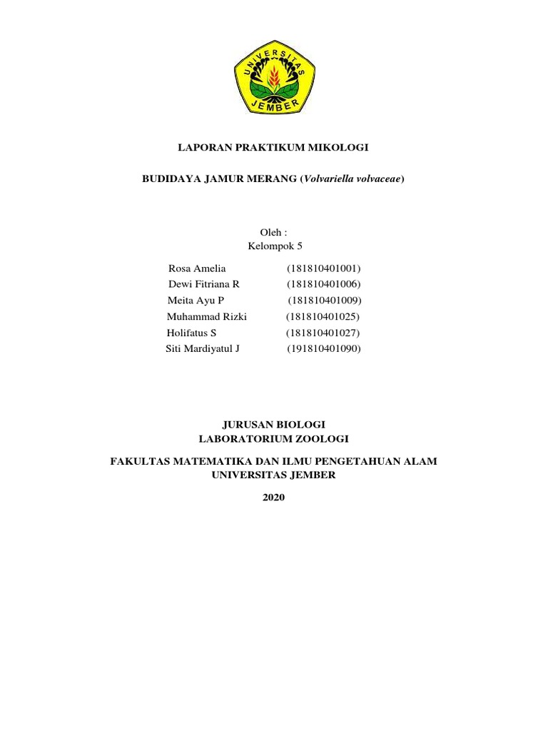 Laporan Mikologi Budidaya Jamur Merang Kel 5 | PDF