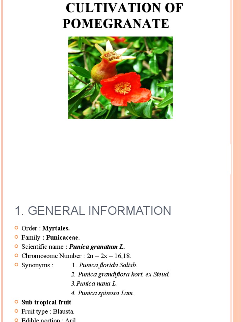 Pomegranate | PDF | Pomegranate | Tillage