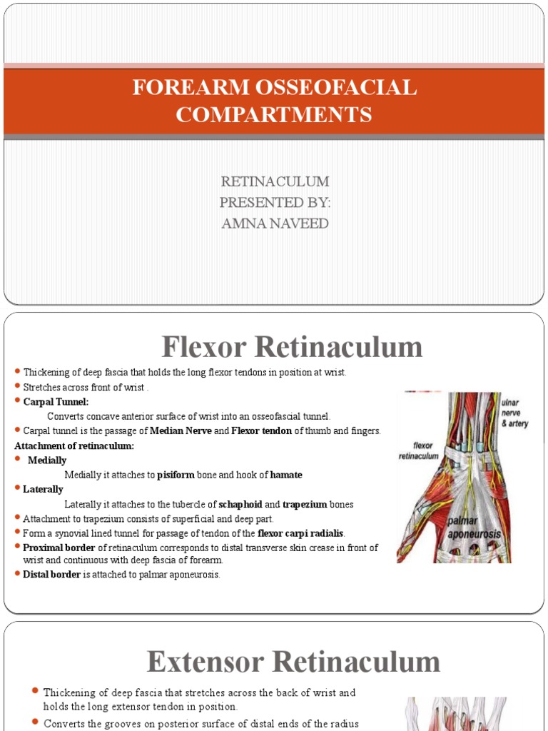 Forearm Osseofacial Compartments: Retinaculum Presented By: Amna Naveed ...