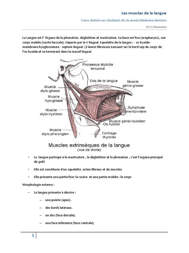 Anatomie et muscles de la langue | PDF | Langue | Organe