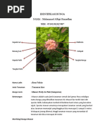 Klasifikasi Dan Morfologi Bunga Mawar | PDF | Griya & Taman