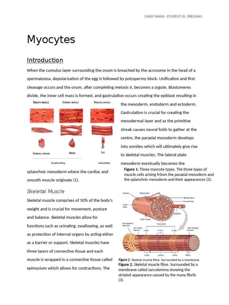 Myocytes Cell Profile Report | PDF | Cardiac Muscle | Heart