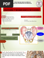 Articulación Coxofemoral Cuadro Integrador | PDF | Rodilla | Cadera