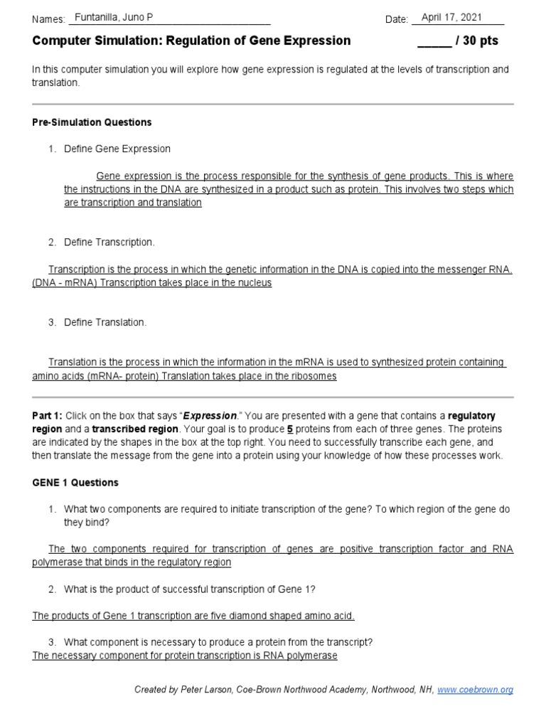 Computer Simulation: Regulation of Gene Expression - / 30 Pts | PDF | Translation (Biology) | Gene