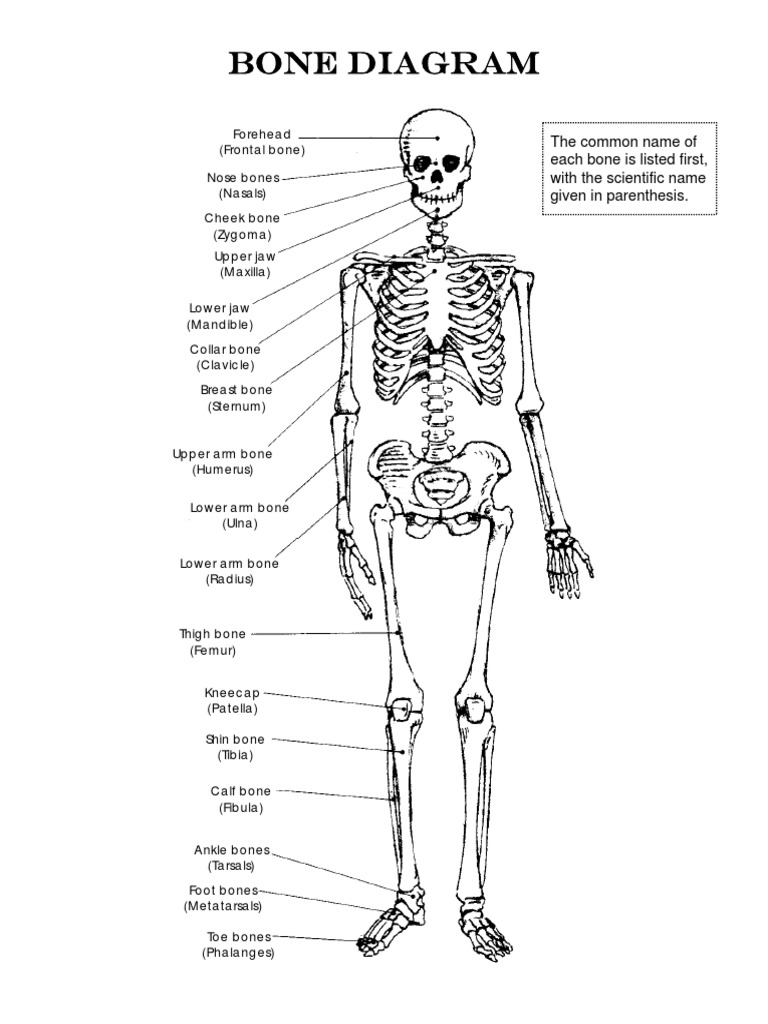 Bone Diagram: The Common Name of Each Bone Is Listed First, With The ...