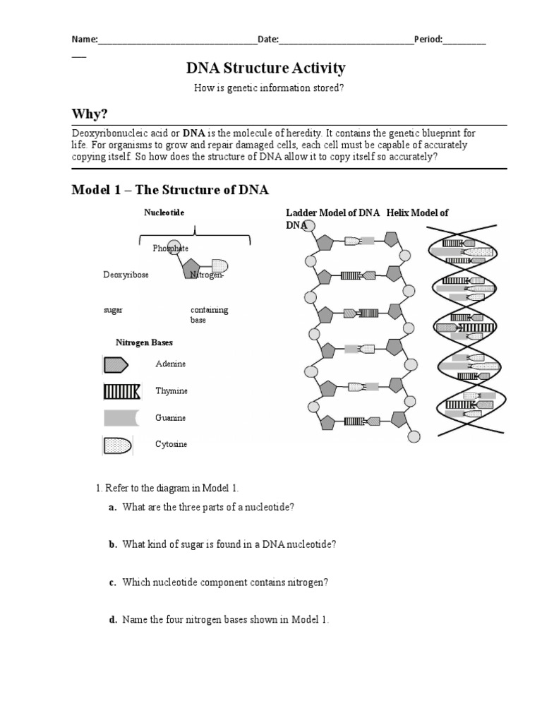 DNA Structure Activity 21 | PDF | Nucleotides | Dna