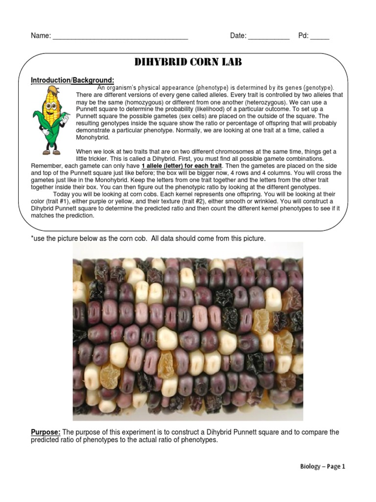 Dihybrid Corn Lab Analysis | PDF | Genetics | Biology
