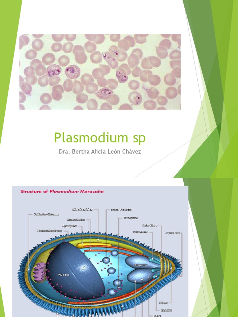 Plasmodium SP | PDF