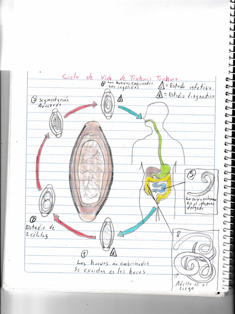 Trichuris Trichiura: Características, Morfologia, Ciclo De Vida – Easy ...