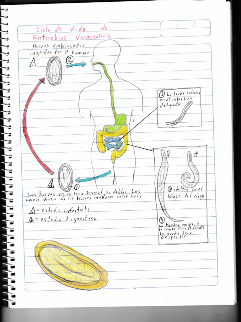 Ciclo de Vida de Enterobius Vermicularis | PDF
