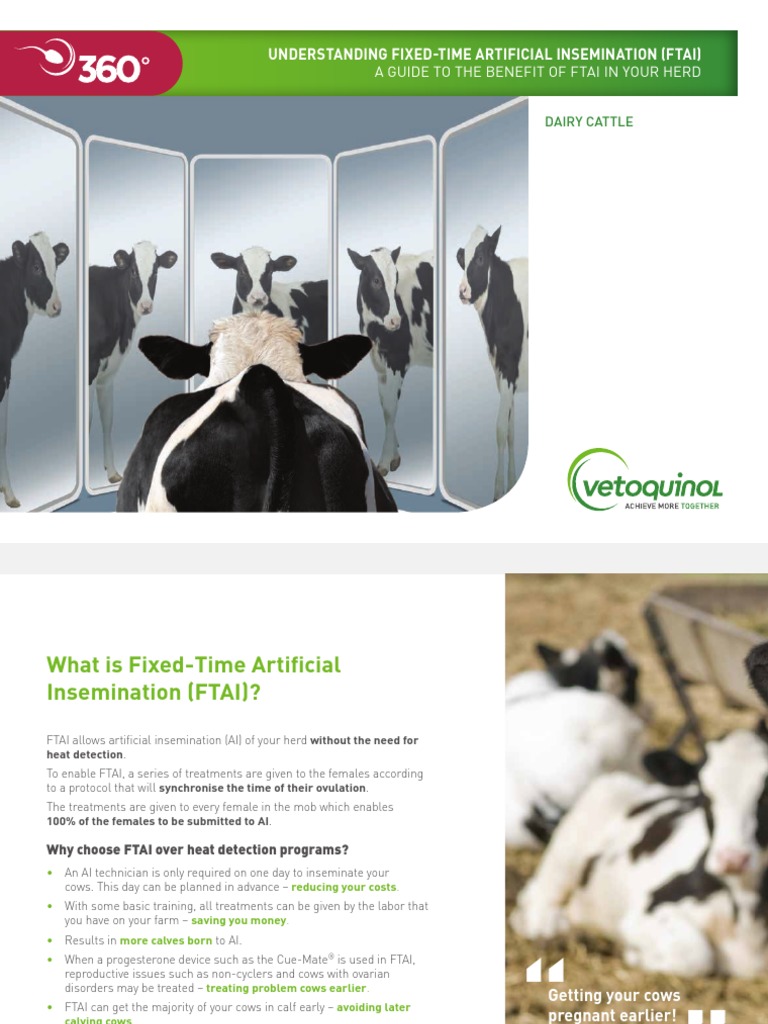 Fixed Time AI in Dairy Cattle | PDF | Calf | Dairy Cattle