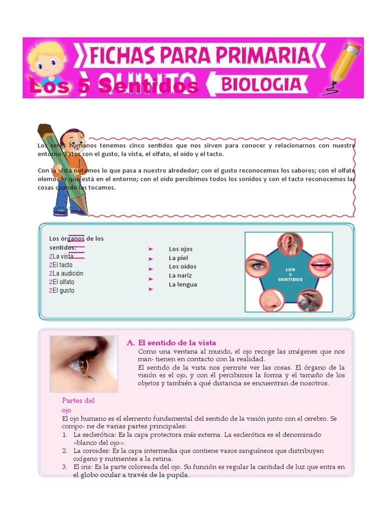 Los 5 Sentidos para Quinto de Primaria | PDF | Ojo humano | Percepción ...