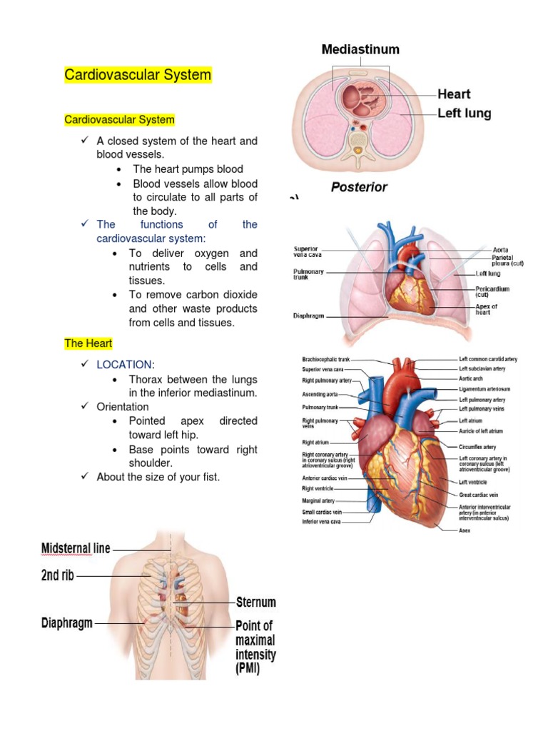 #3 Cardiovascular System | PDF | Heart Valve | Heart